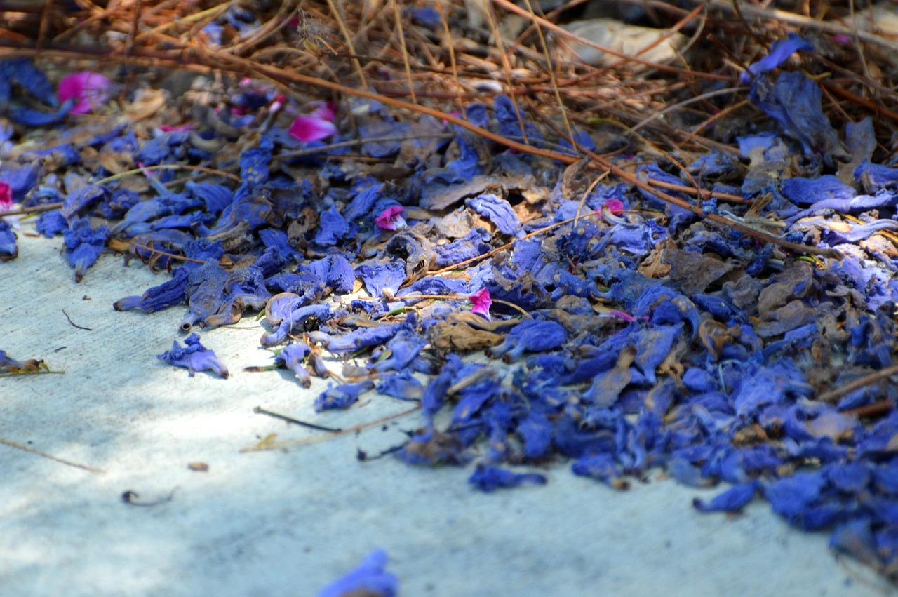Flowers Petals Jacaranda - Free photo on Pixabay - Pixabay