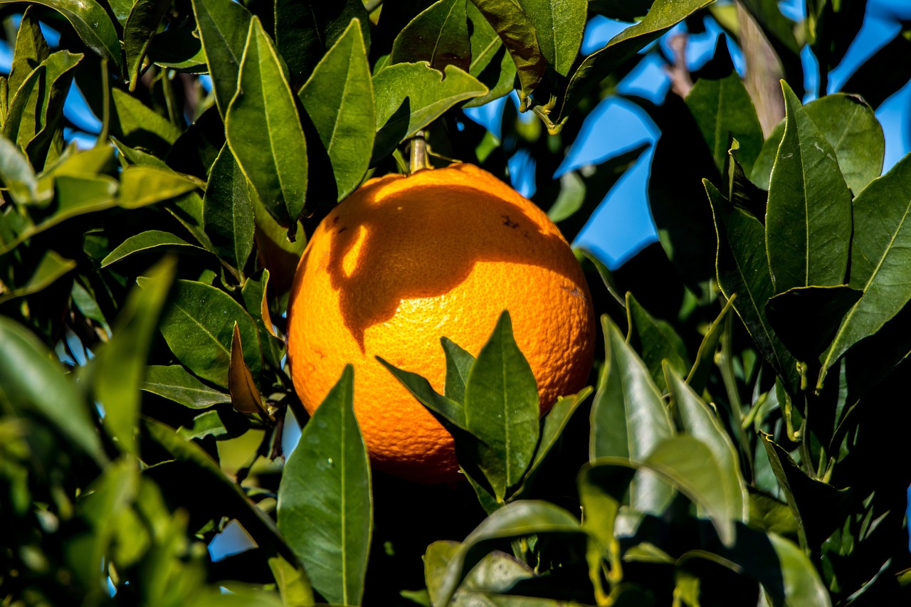 Naranja Citrico Naranjos - Foto gratis en Pixabay - Pixabay