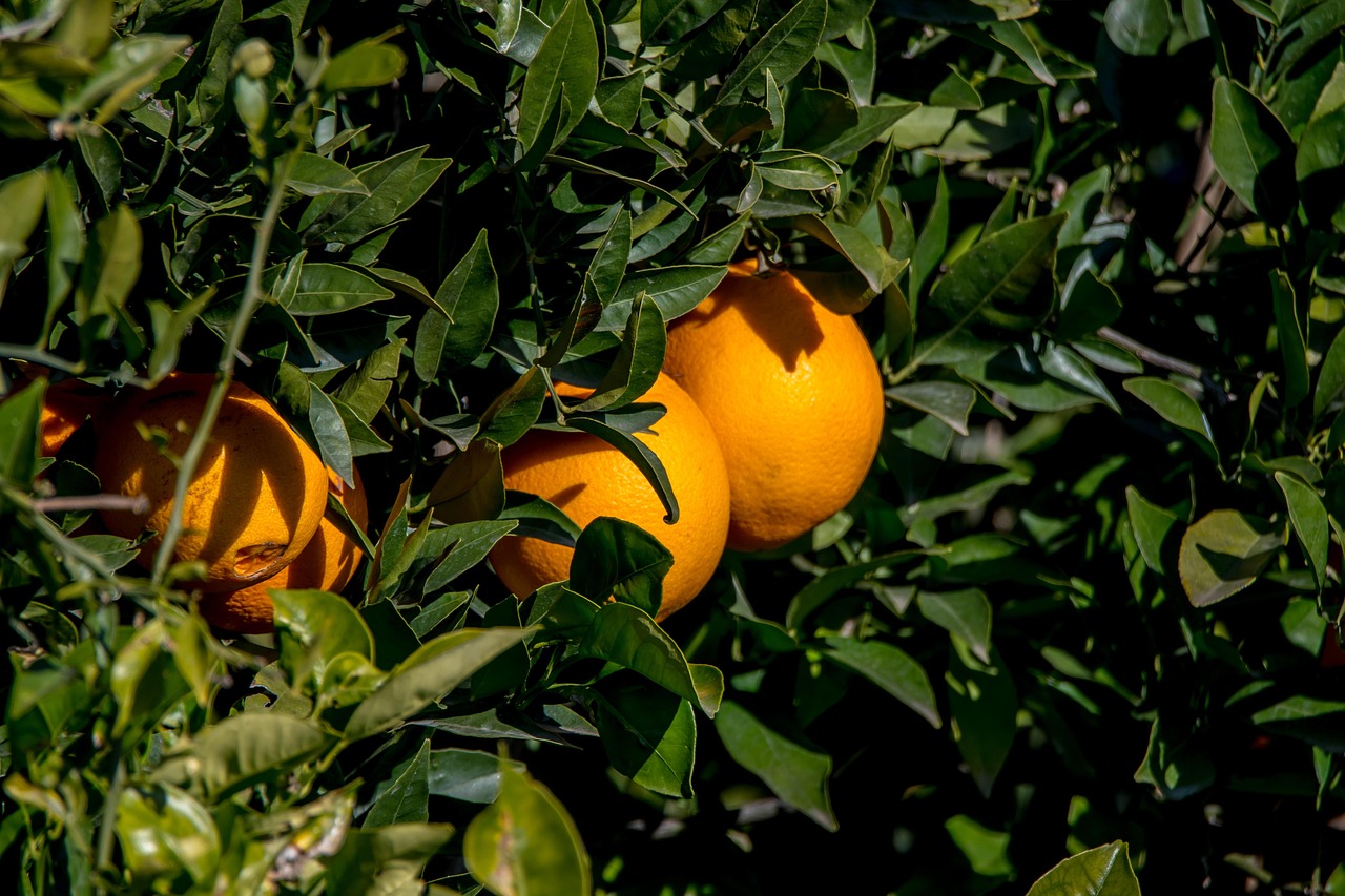 Naranja Citrico Naranjos - Foto gratis en Pixabay - Pixabay