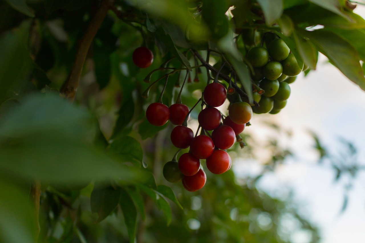 Fruits Red Green - Free photo on Pixabay - Pixabay