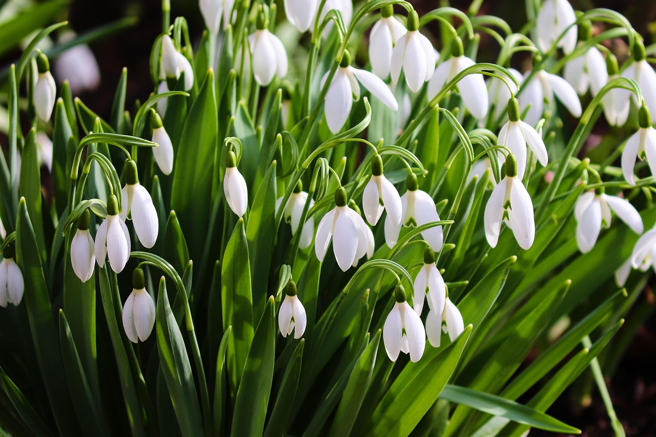 Snowdrop Spring Signs Of - Free photo on Pixabay
