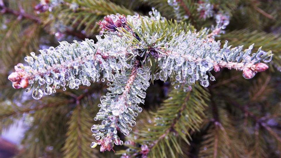 Macro Spruce Tree - Free photo on Pixabay - Pixabay