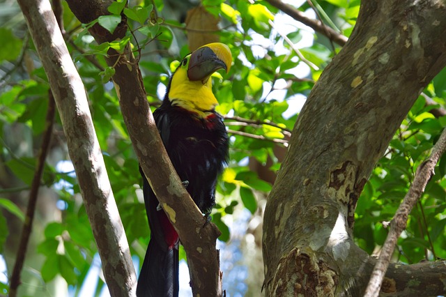 Más de 90 000 imágenes gratis de Tucan Animado y Tucán - Pixabay
