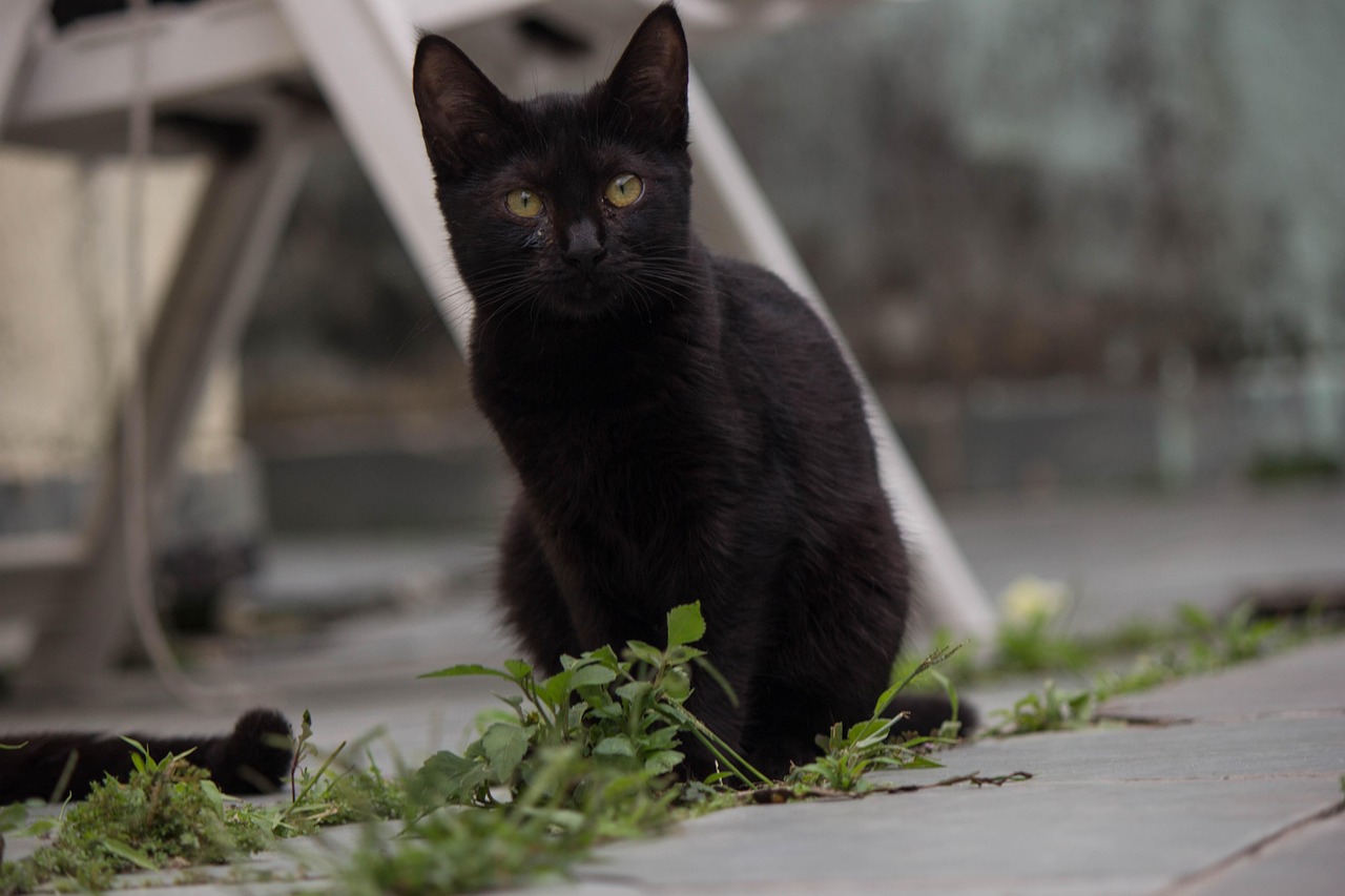 Kucing Licik Lokal Anak - Foto gratis di Pixabay - Pixabay
