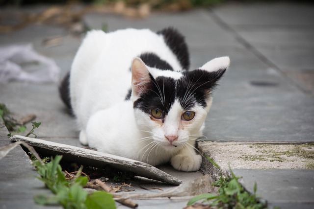 Kucing Licik Lokal Anak - Foto gratis di Pixabay - Pixabay