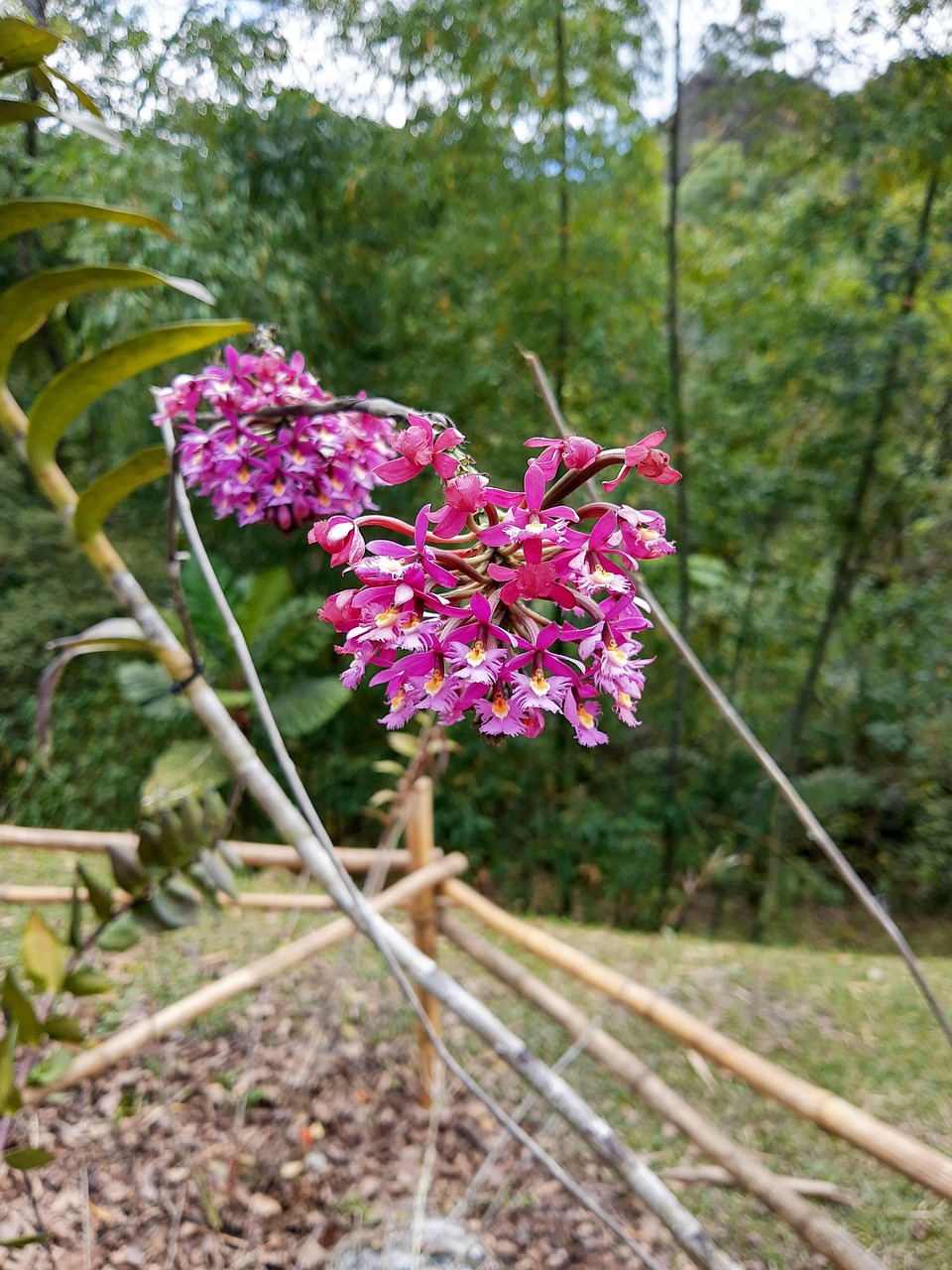 Flor Plantar Orquídeas - Foto gratuita no Pixabay - Pixabay