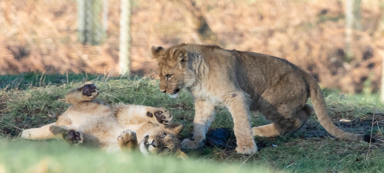 30,000+ Free Baby Lion Cubs & Lion Images - Pixabay