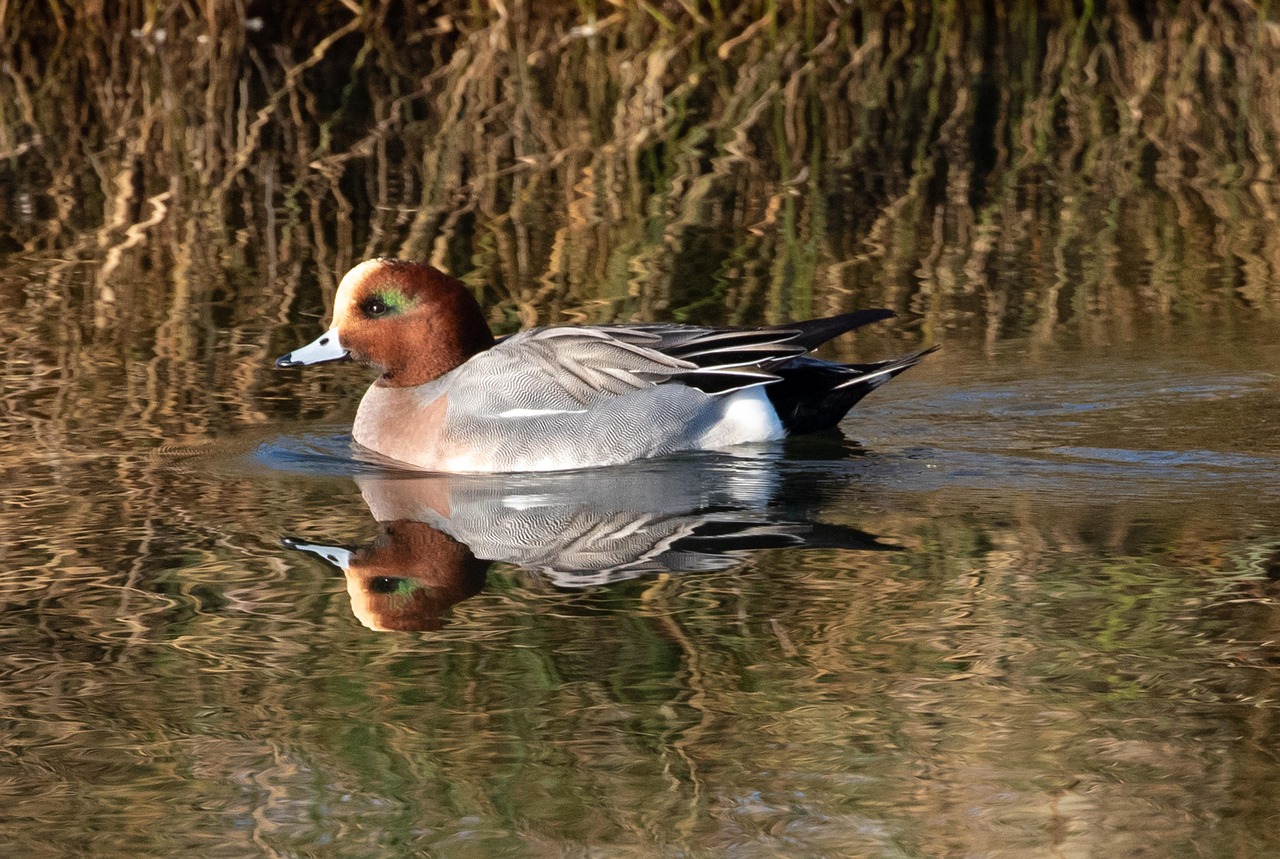 Eurasian Wigeon Duck Water Bird - Free photo on Pixabay - Pixabay