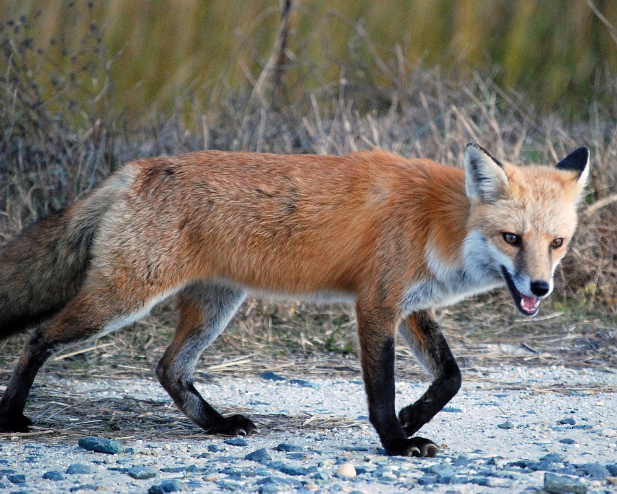 Red Fox Animal - Free photo on Pixabay