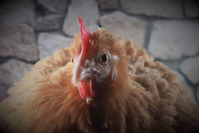 Poulet Poule La Volaille - Photo gratuite sur Pixabay