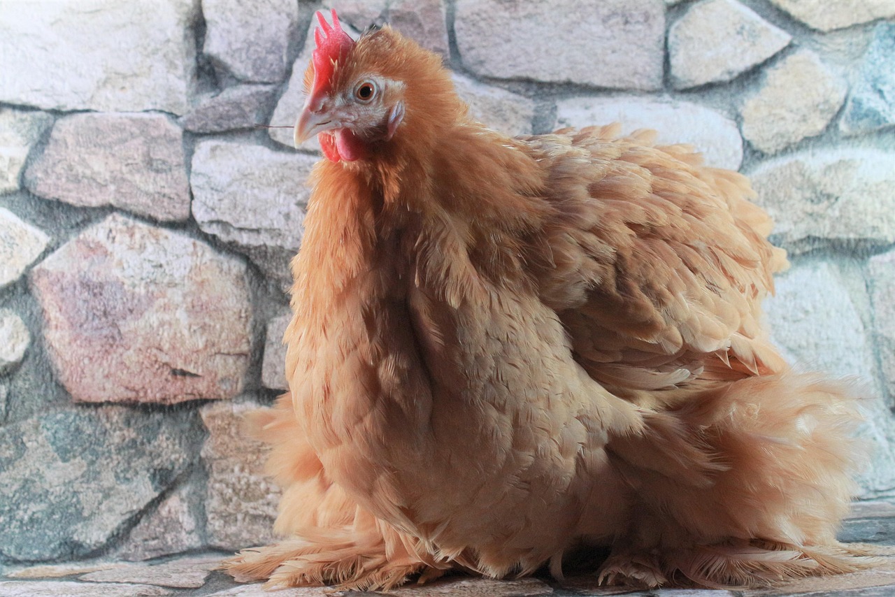 Chicken Hen Poultry - Free photo on Pixabay - Pixabay