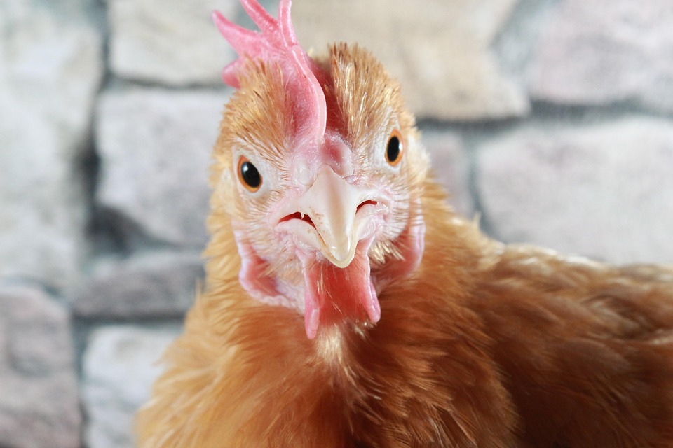 Poulet Plumes Fermer La - Photo gratuite sur Pixabay