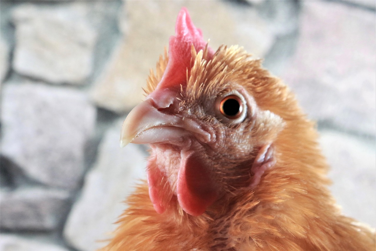Poulet Poule La Volaille - Photo gratuite sur Pixabay - Pixabay