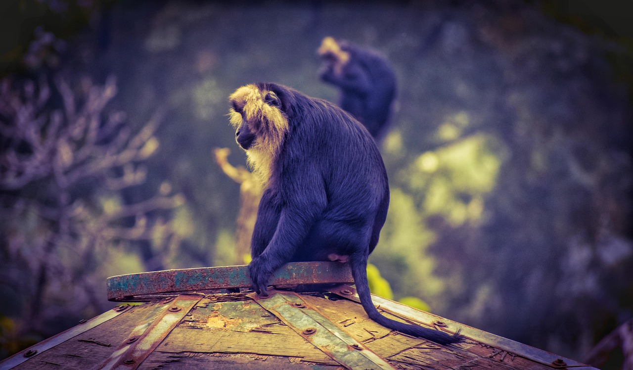 Mono Indio Fauna Silvestre - Foto gratis en Pixabay - Pixabay