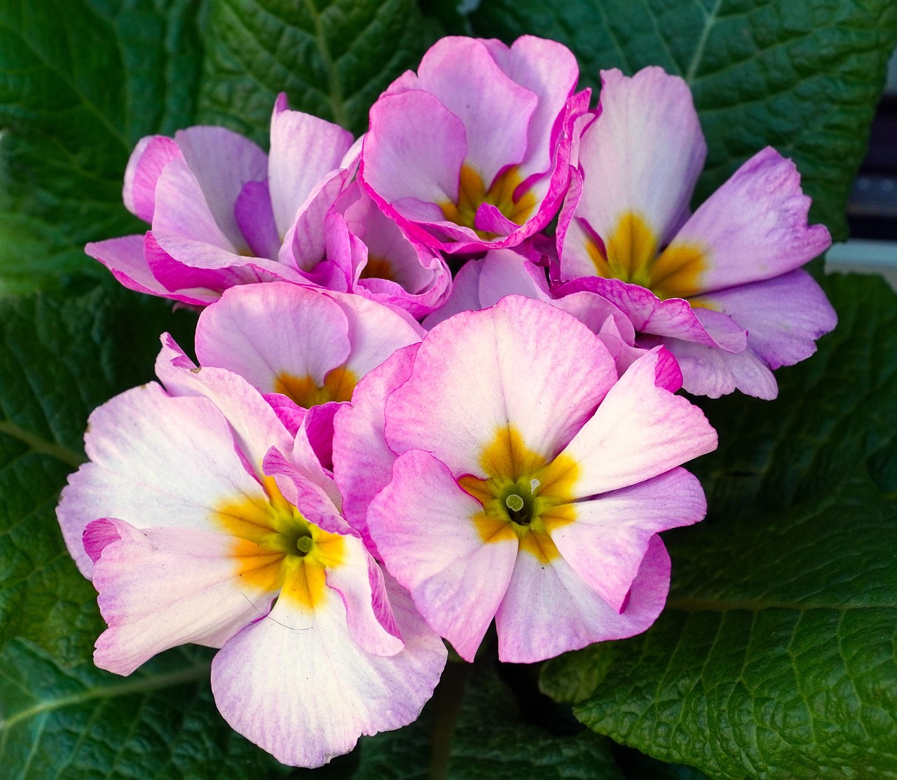 60 000 Free Primrose Flowers Primrose Images Pixabay