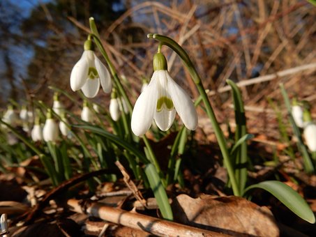 60+ Free January Flower & January Photos - Pixabay