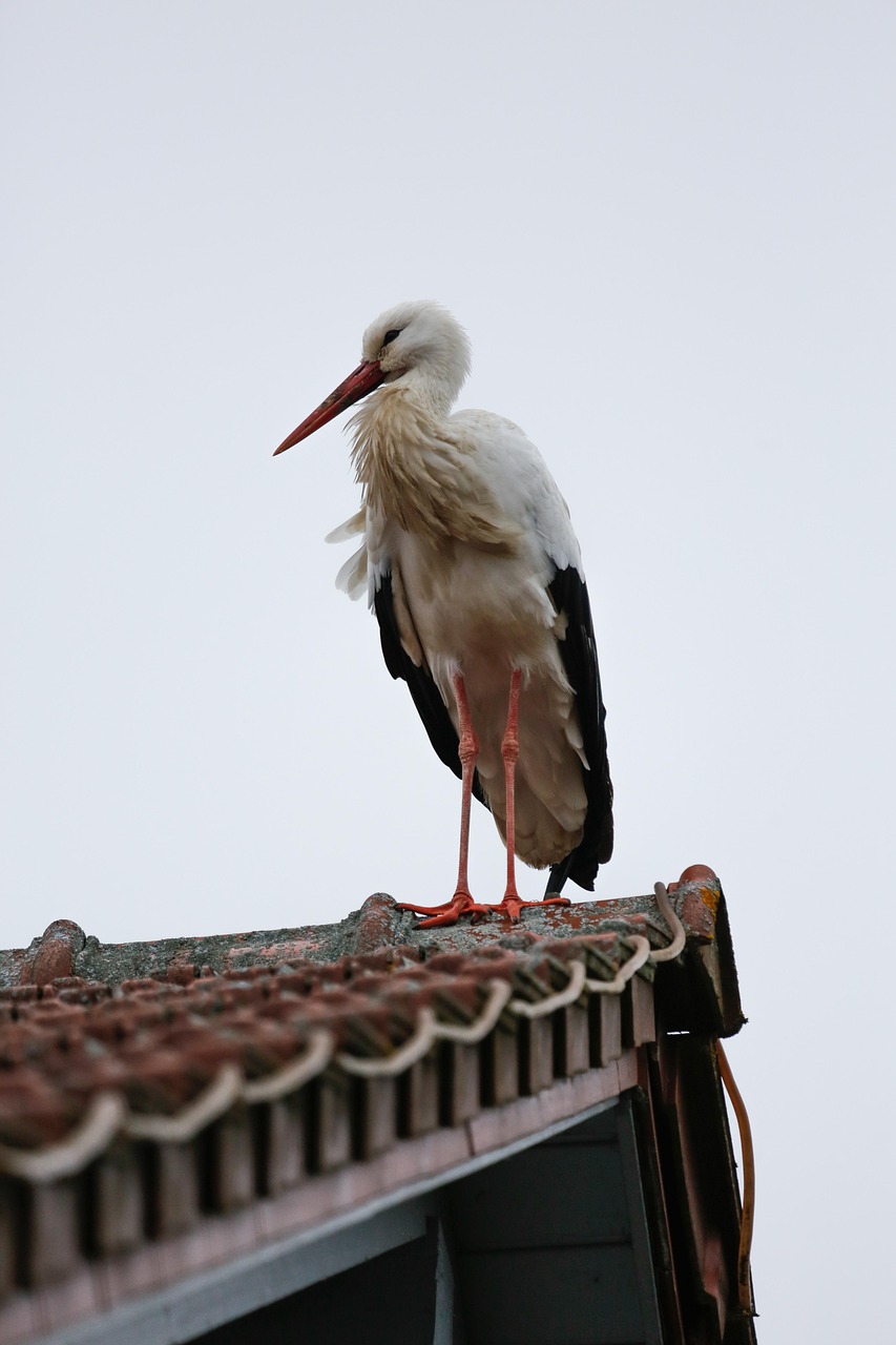 Stork Bird Beak Rattle - Free photo on Pixabay - Pixabay
