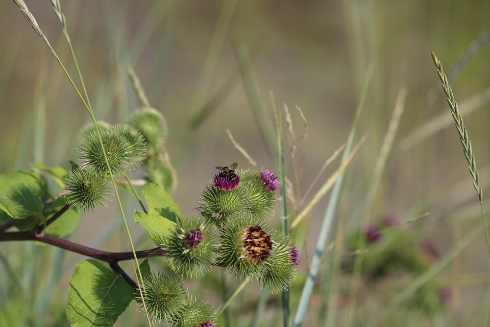 Thistle Plant Nature - Free photo on Pixabay