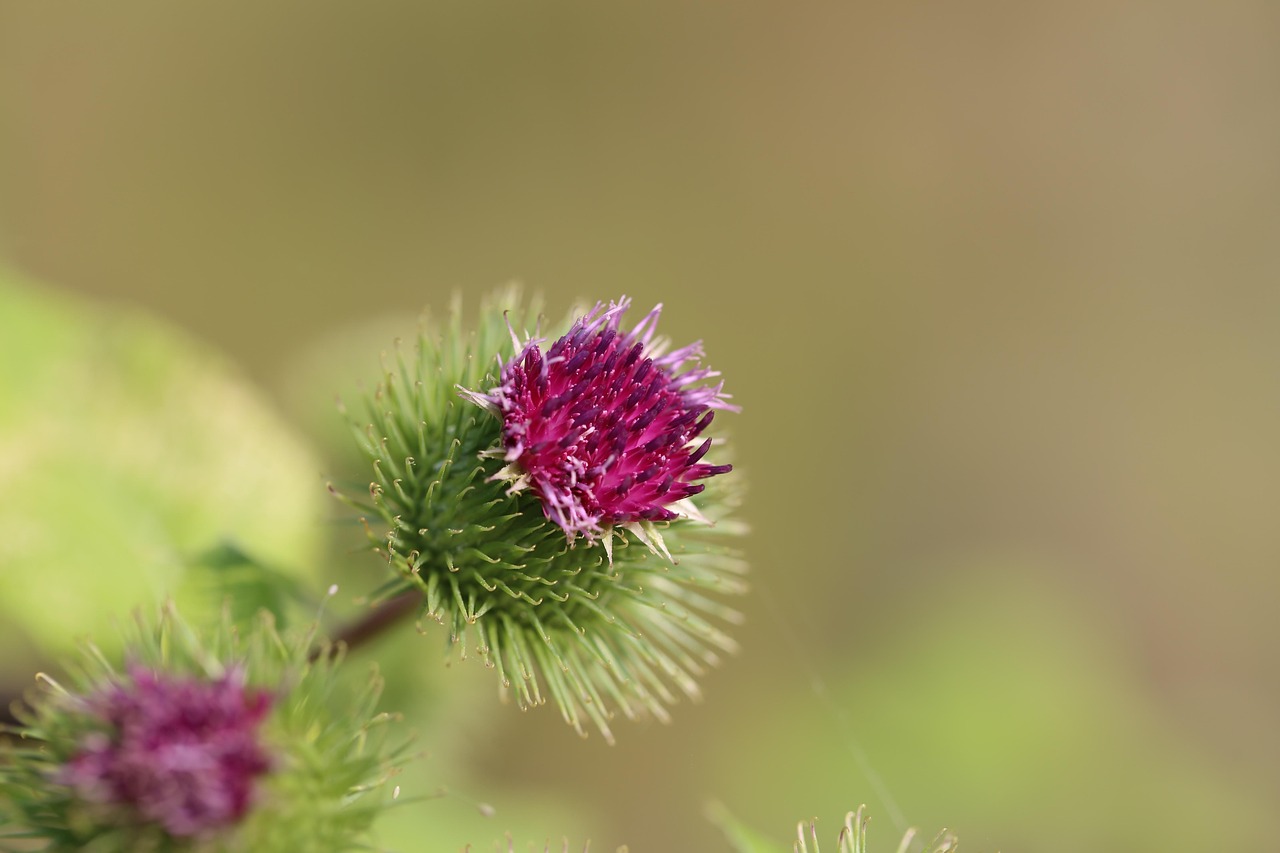 Chardon Plante La Nature - Photo gratuite sur Pixabay - Pixabay