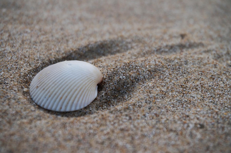 Concha Praia Mar - Foto gratuita no Pixabay - Pixabay
