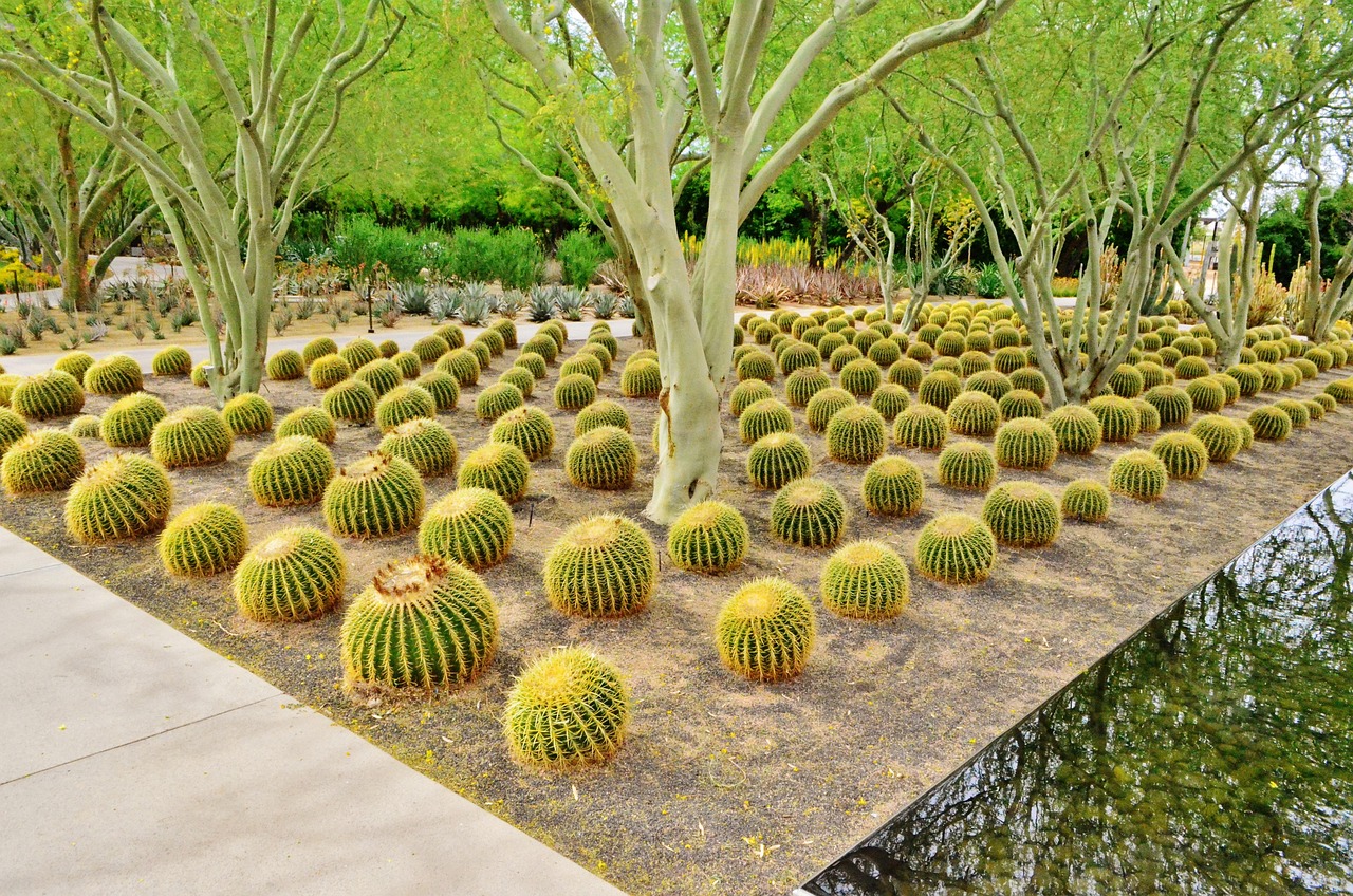 Barrel Cactus Cacti Palm Spings - Free photo on Pixabay
