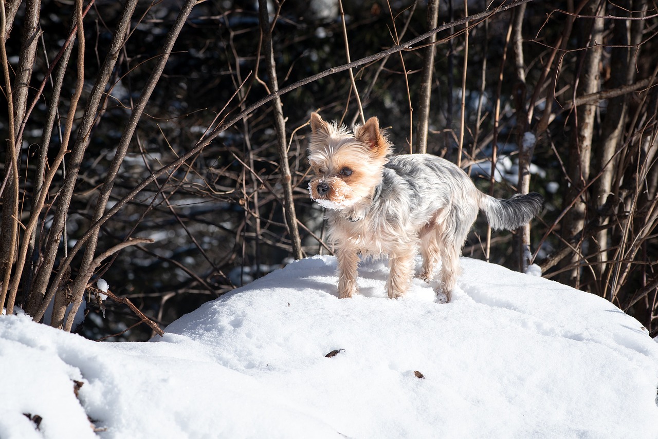Dog Winter Snow - Free photo on Pixabay - Pixabay