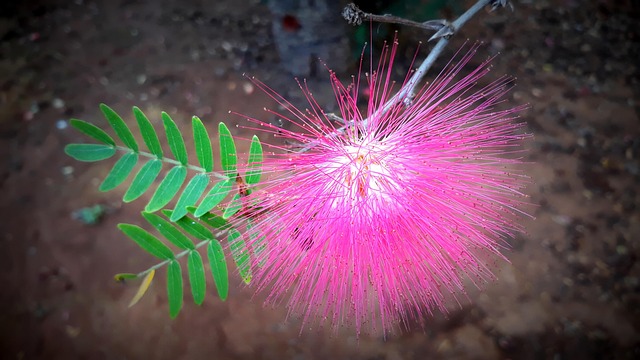 Fleur Plante Îles Canaries - Photo gratuite sur Pixabay - Pixabay