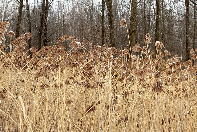 Winter Snow Tall Grass - Free photo on Pixabay