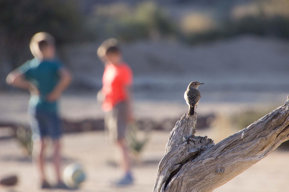 Bird Nature Children - Free photo on Pixabay