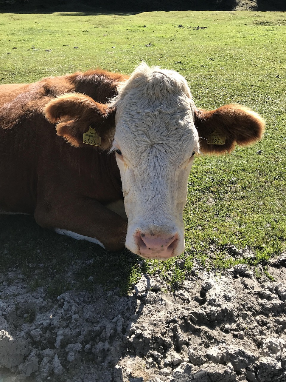Montanha Gado Vaca Caminhada - Foto gratuita no Pixabay - Pixabay