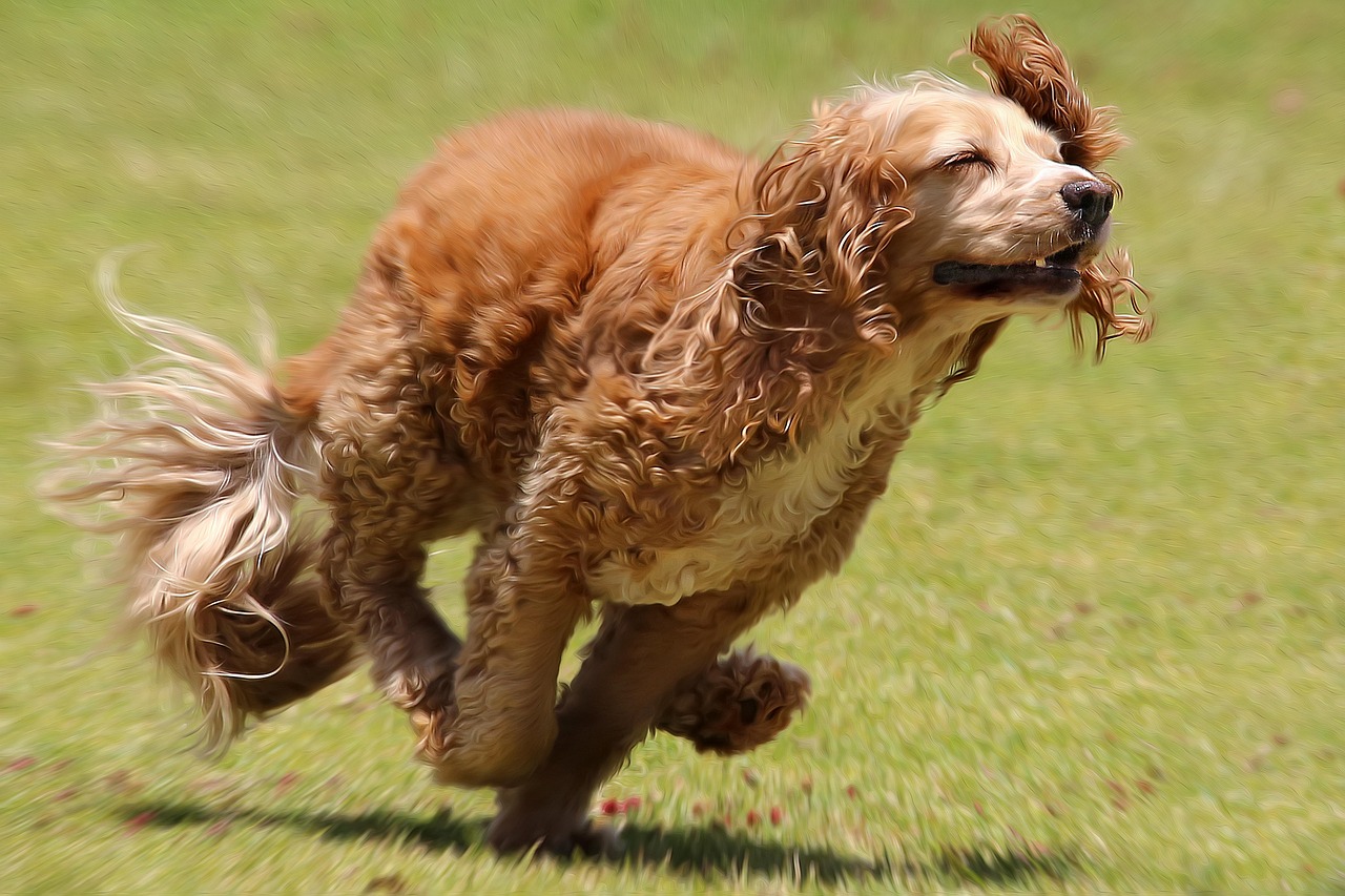 Dog Run Pet - Free photo on Pixabay - Pixabay