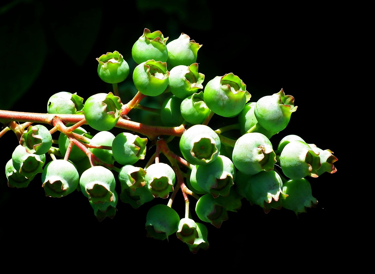 Mirtilo Fruta Verde - Foto gratuita no Pixabay - Pixabay
