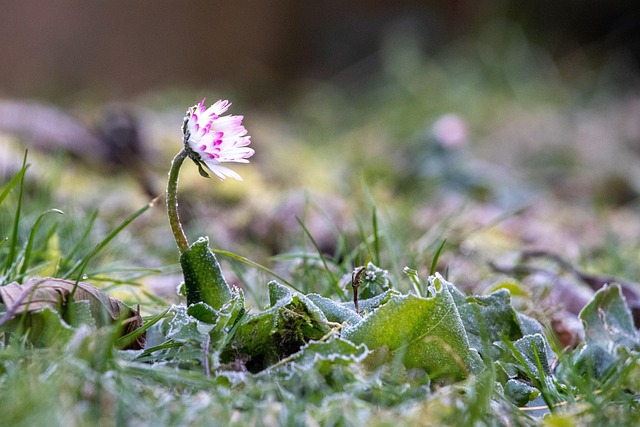 Daisy Winter Frost - Free photo on Pixabay
