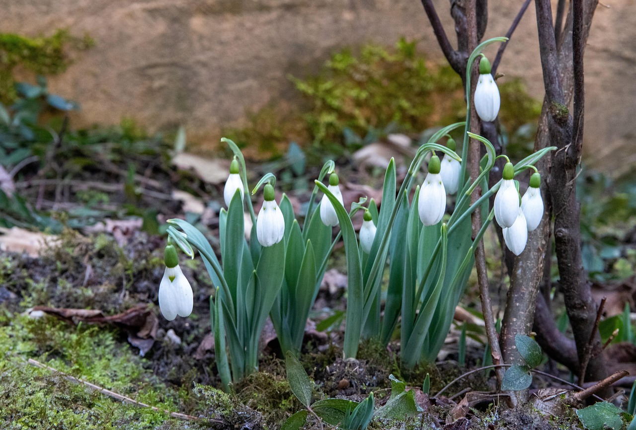 Peste 700 de imagini gratuite cu Ghiocei și Flori Frumoase - Pixabay