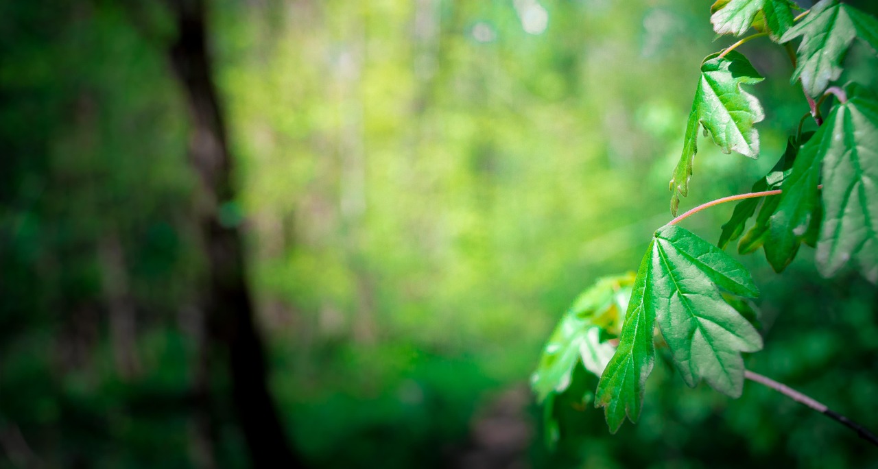 Plantelor Pădure Natura - Fotografie gratuită pe Pixabay - Pixabay