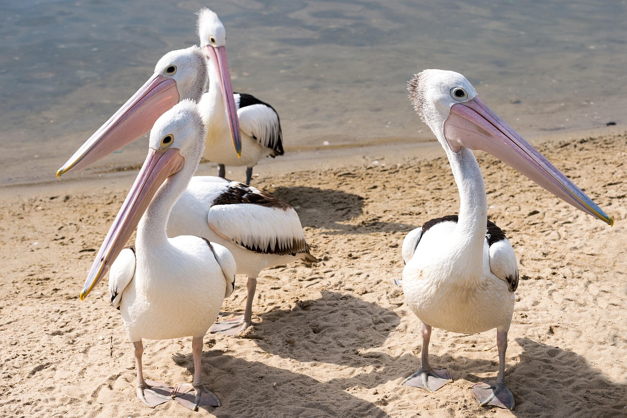 Pelicans Group Beaks - Free photo on Pixabay - Pixabay