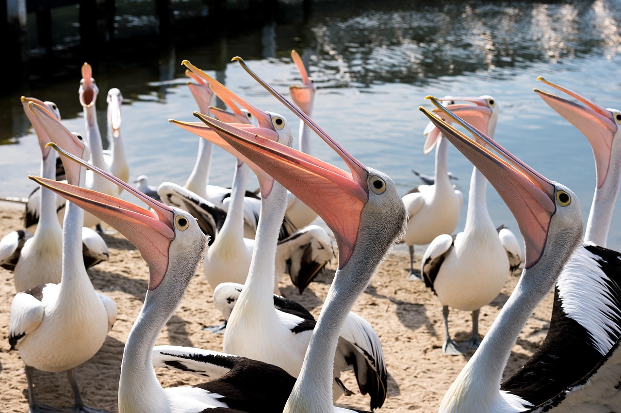 Pelicans Group Beaks - Free photo on Pixabay - Pixabay