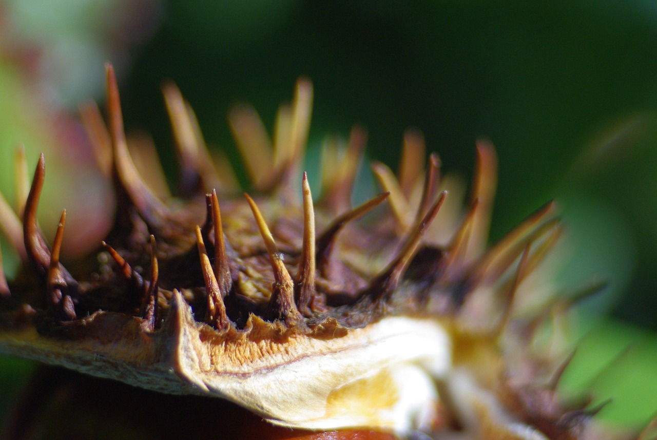 Chestnut Fruit Sting - Free photo on Pixabay - Pixabay