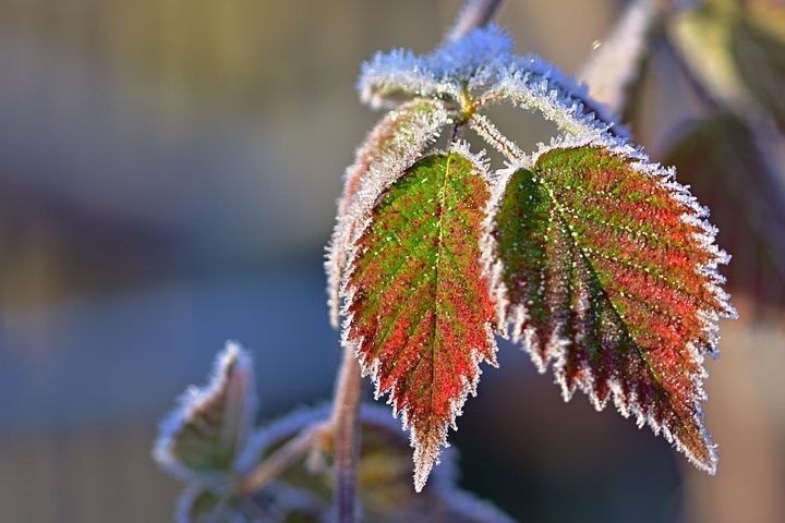Plus de 2 000 images de Givre et de Hiver - Pixabay