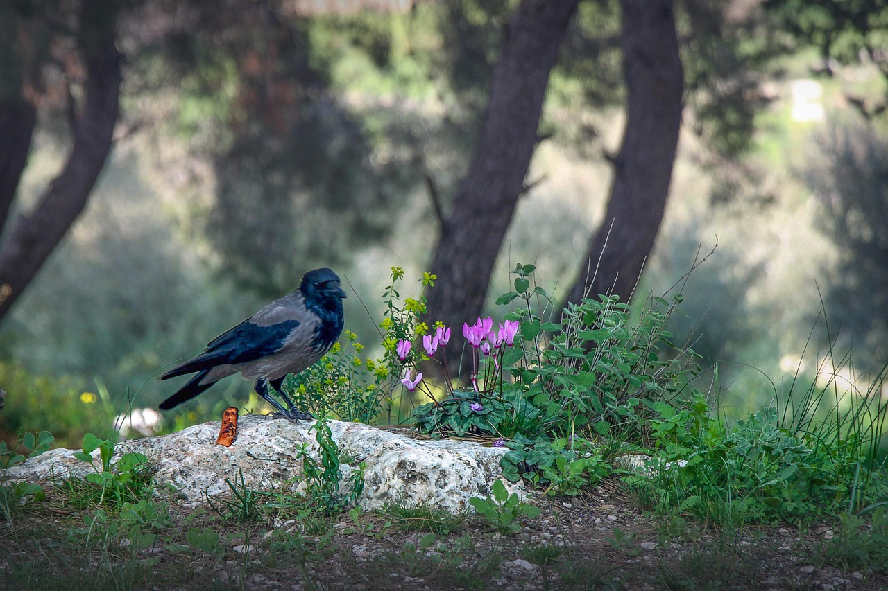 50,000+ Free Beautiful Israel & Israel Images - Pixabay