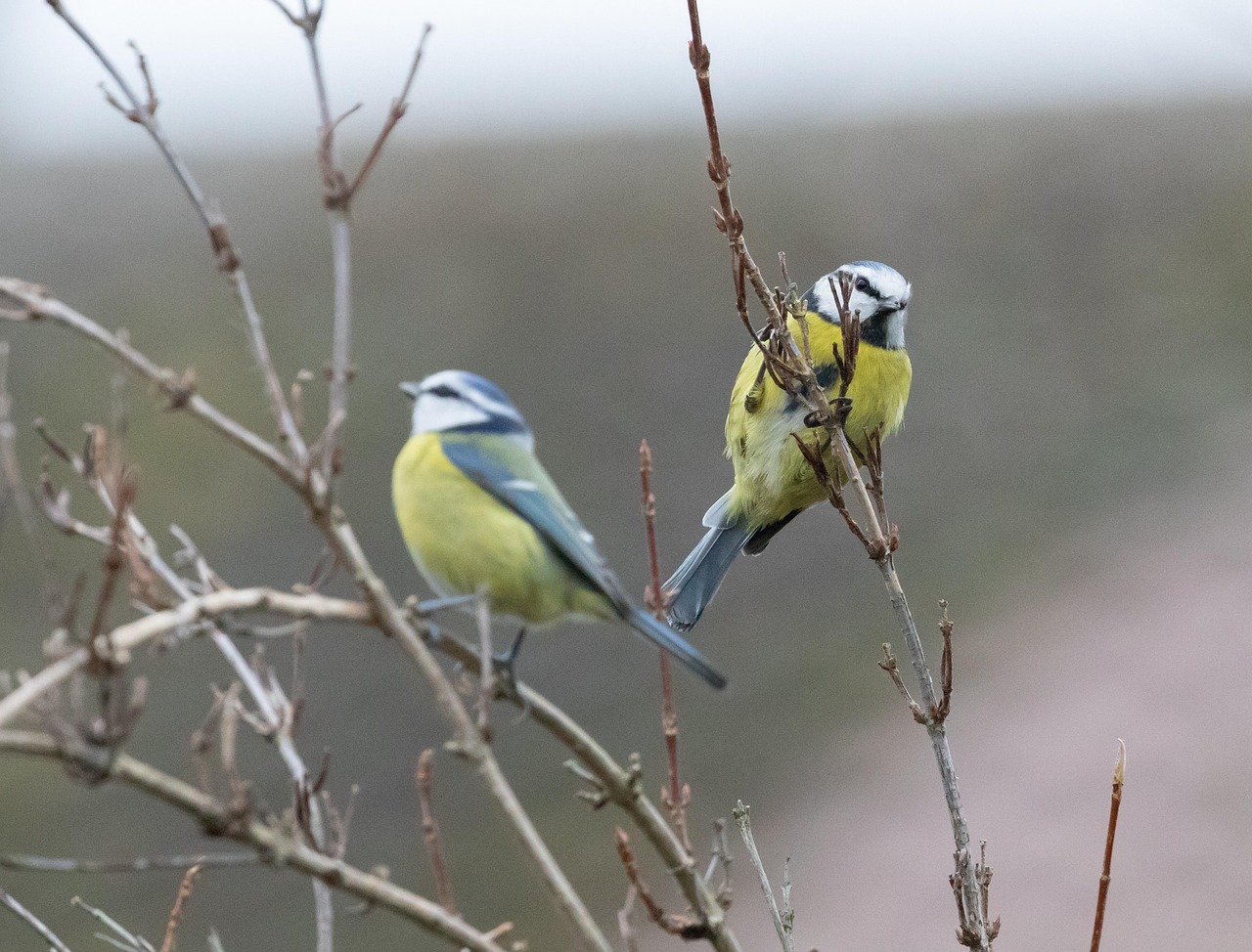 Blue Tit Feeding Small Bird - Free photo on Pixabay