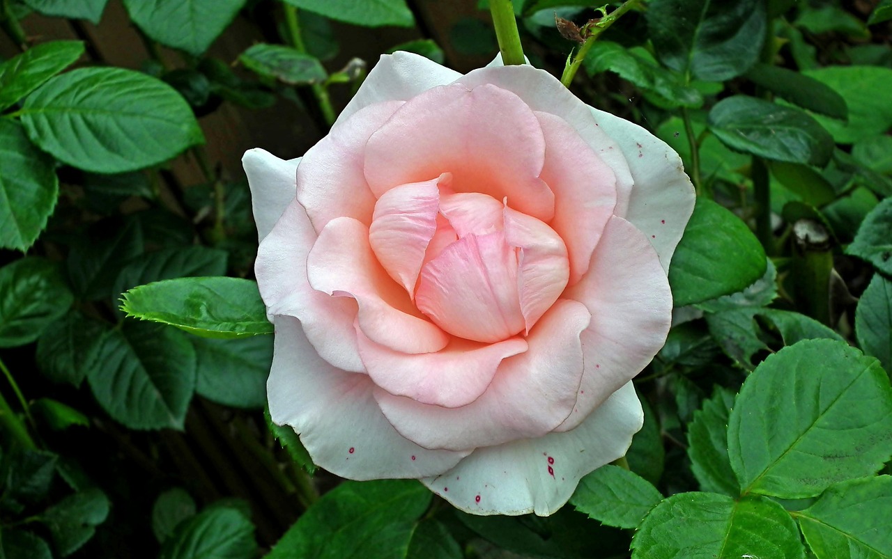 Rose Flor Rosado - Foto gratis en Pixabay - Pixabay
