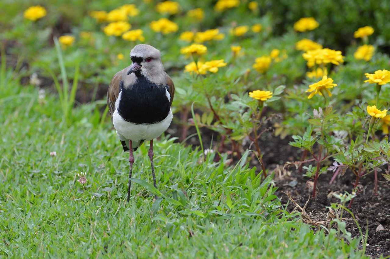 bird-animal-nature-free-photo-on-pixabay-pixabay