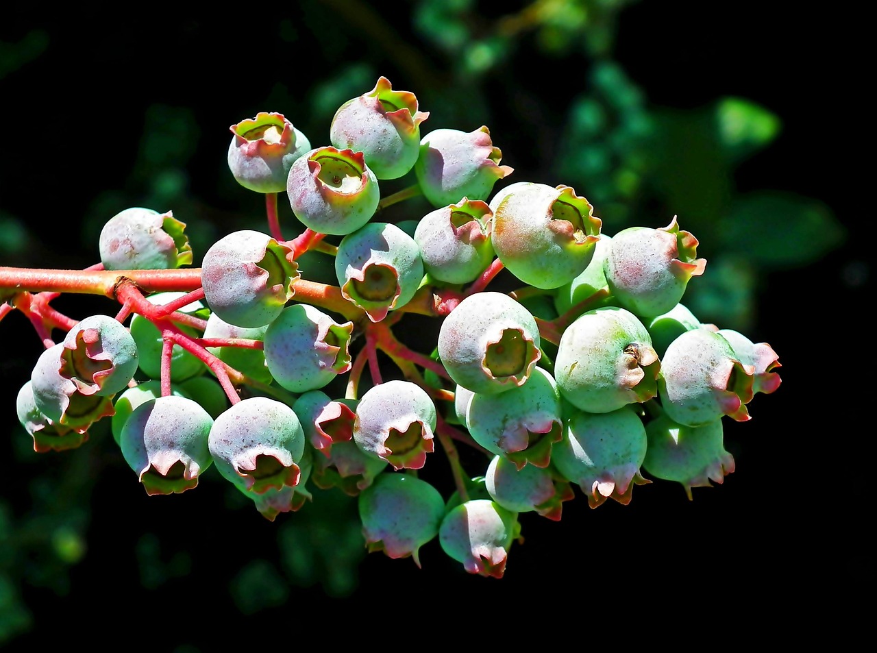 Arándano Fruta Naturaleza Primer - Foto gratis en Pixabay - Pixabay