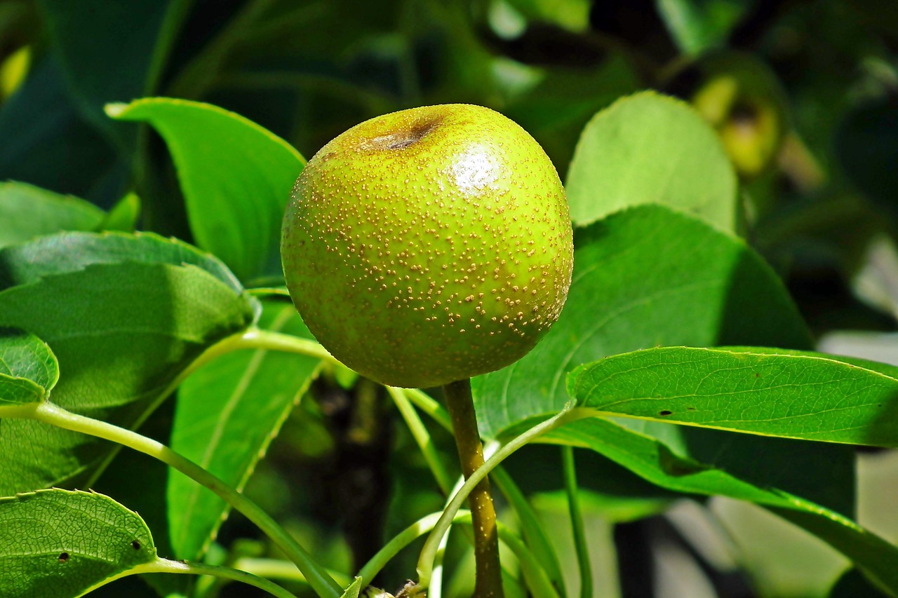 Asian Pear Tree Fruit - Free photo on Pixabay - Pixabay