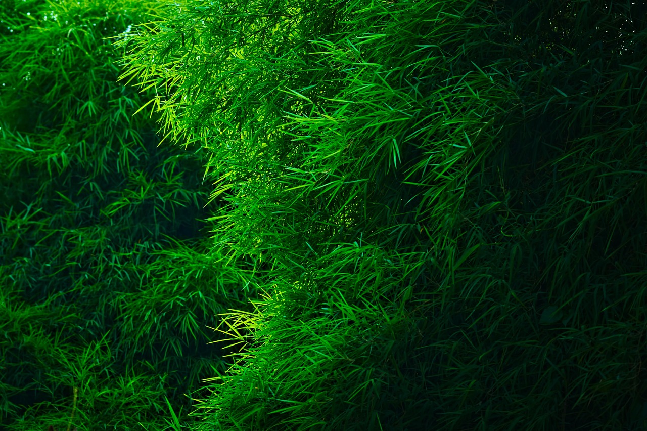 Bamboo Groves Forest Green - Free photo on Pixabay