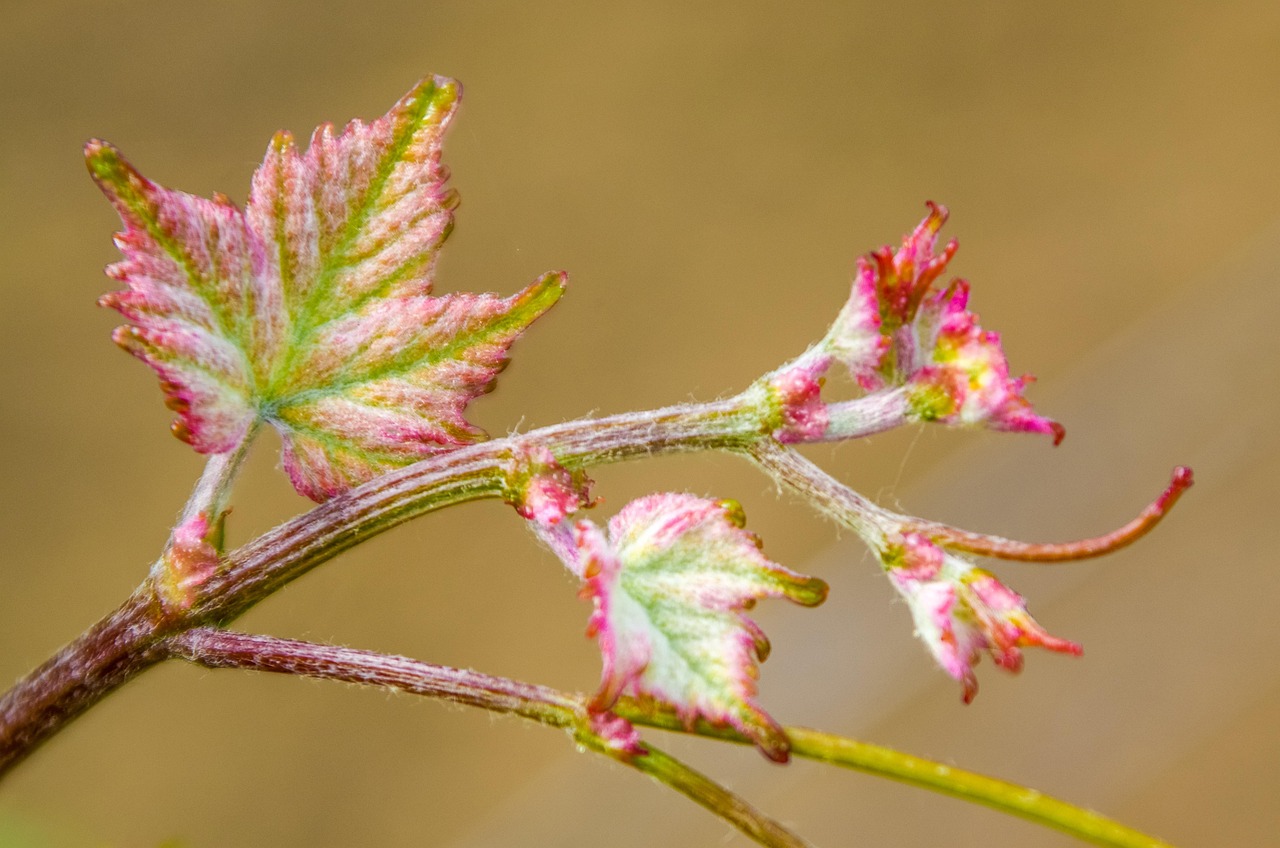 Wine Leaves Leaf - Free photo on Pixabay