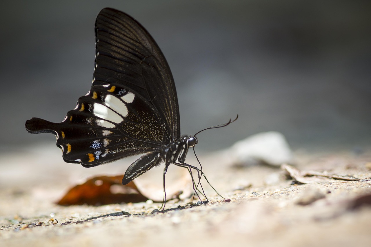 Common Mormon Insect Nature - Free photo on Pixabay