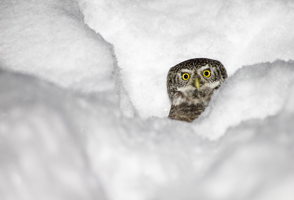 Eurasian Pygmy Owl Snow Winter - Free photo on Pixabay - Pixabay