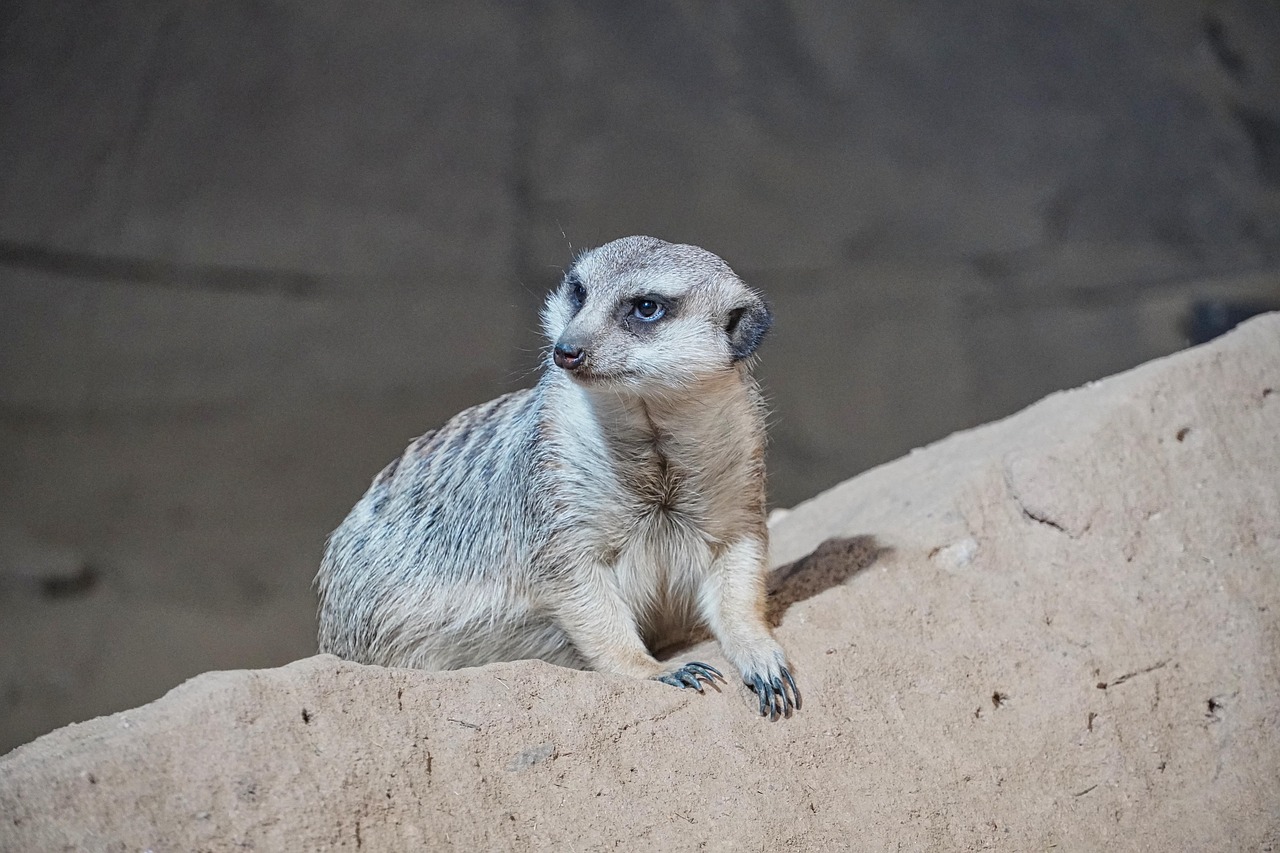 Meerkat Animal Wildlife - Free photo on Pixabay